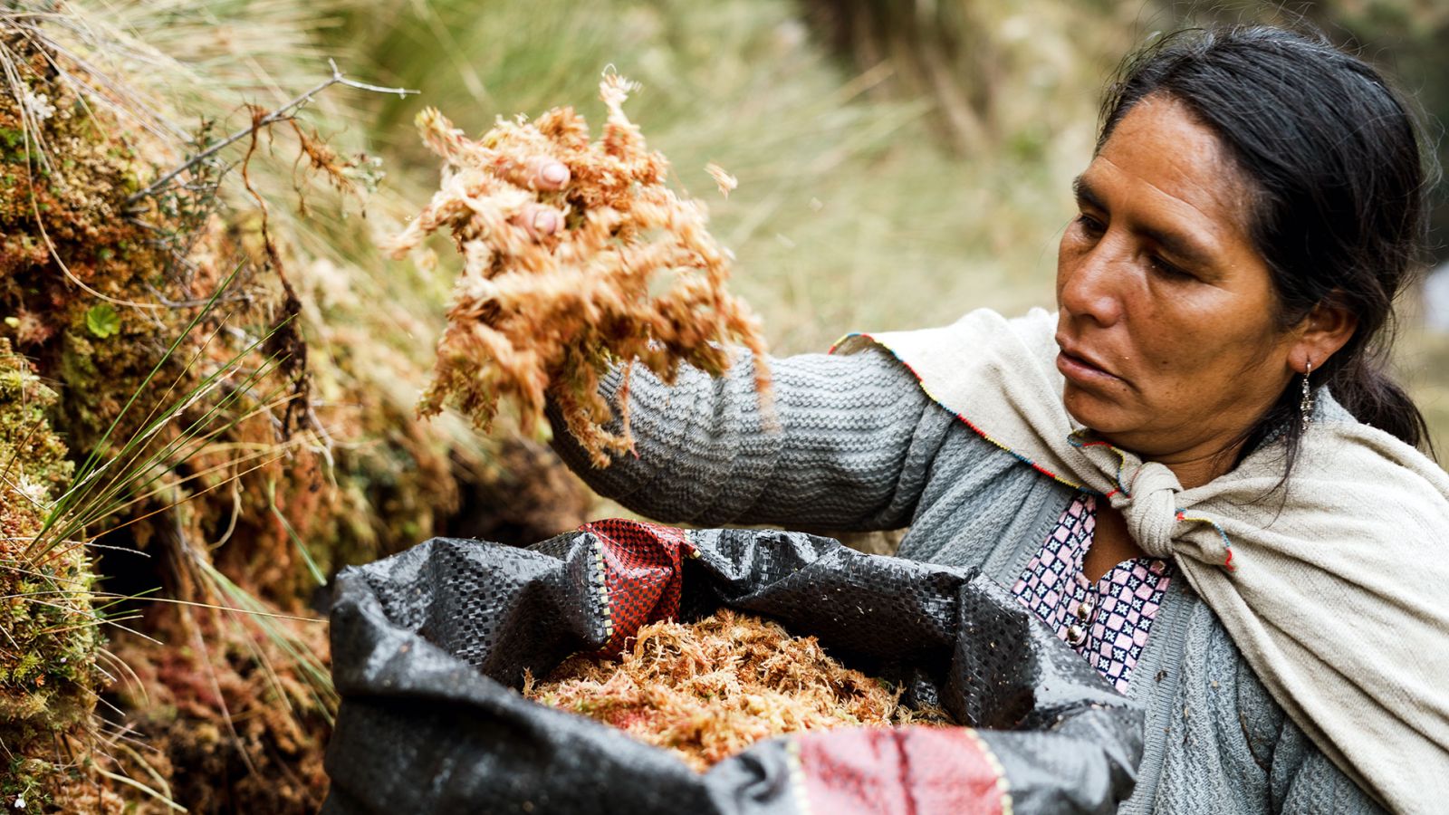 How Peruvian communities benefit from wild moss - elea